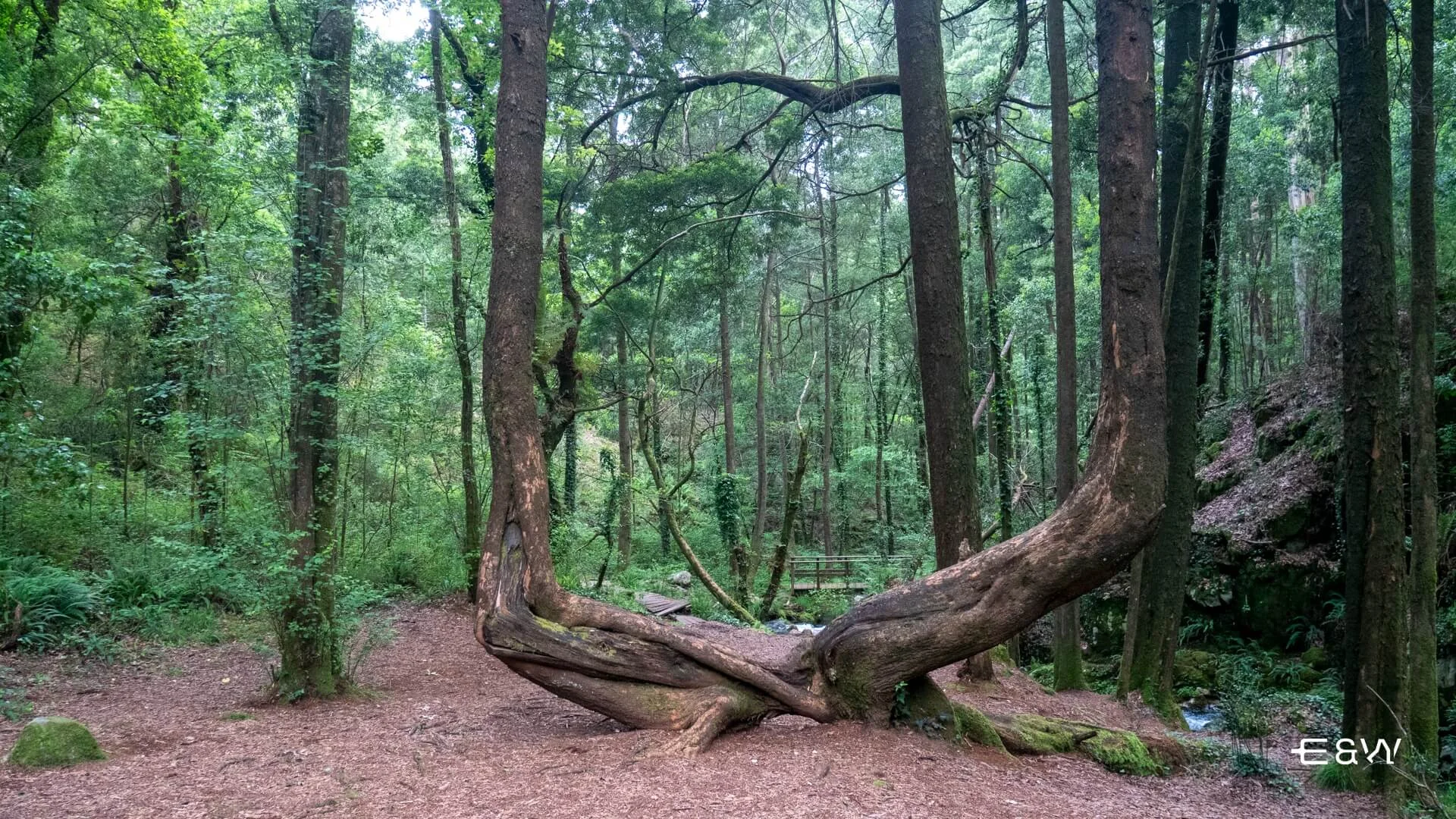 A Fraga River Valley Trail, Goat Cheese Farm & Galician Beef of Moaña