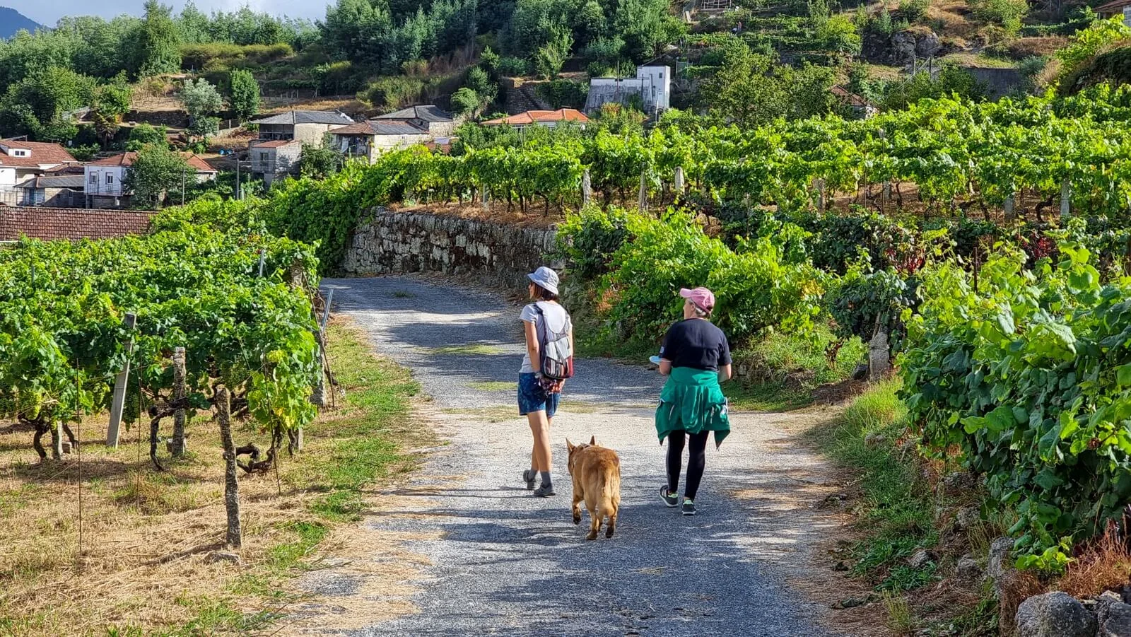 Exploring Ribeiro: Wine Tour & Nature Trail in Galicia´s Oldest Region