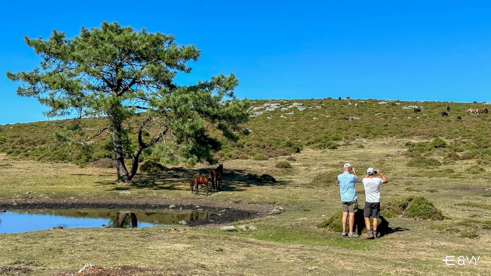 Safari por la Serra da Groba para ver los Caballos Salvajes Gallegos